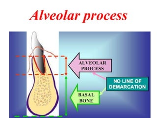 Alveolar | PPT