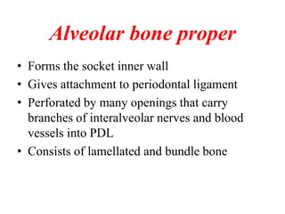 Alveolar | PPT