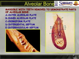 Alveolar-Bone-2020724131100.ppt