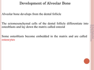 Alveolar Bone | PPT