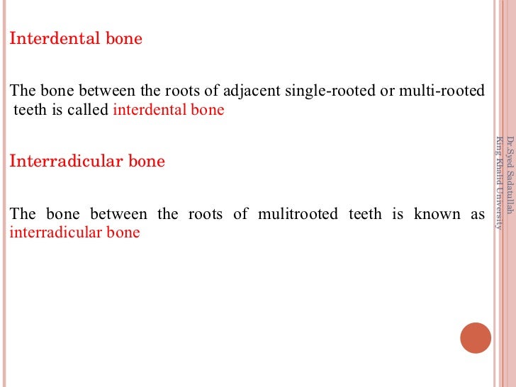 Interradicular Bone