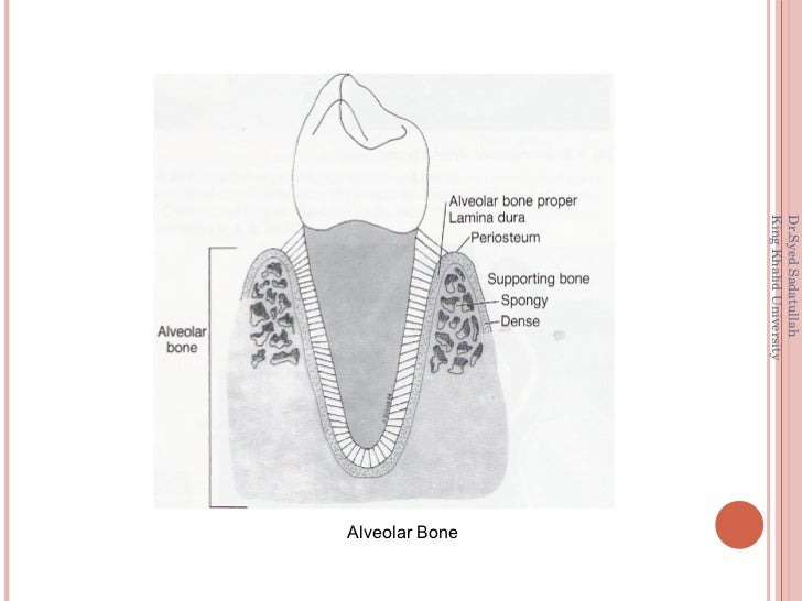 Alveolar Bone