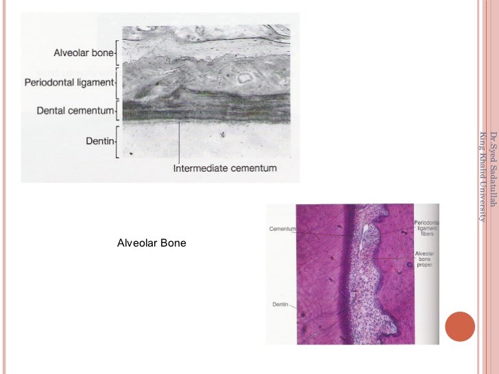 Alveolar Bone