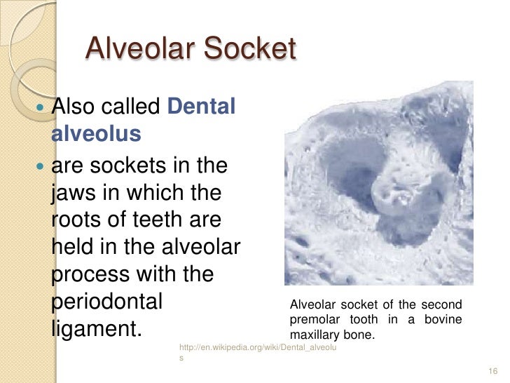 Alveolar bone