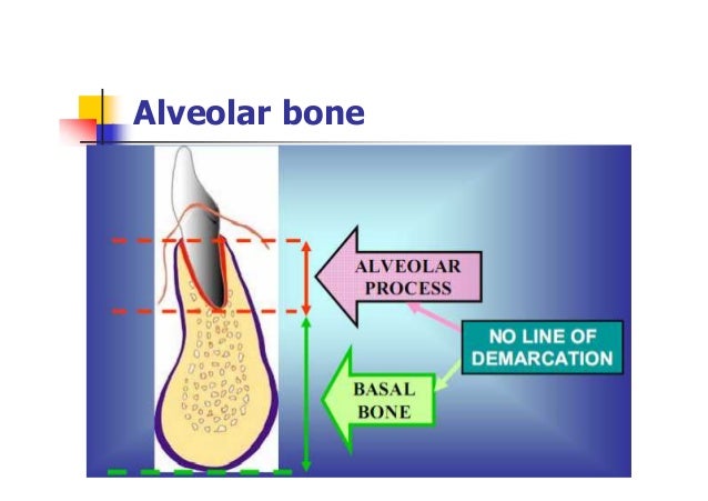 Alveolar bone