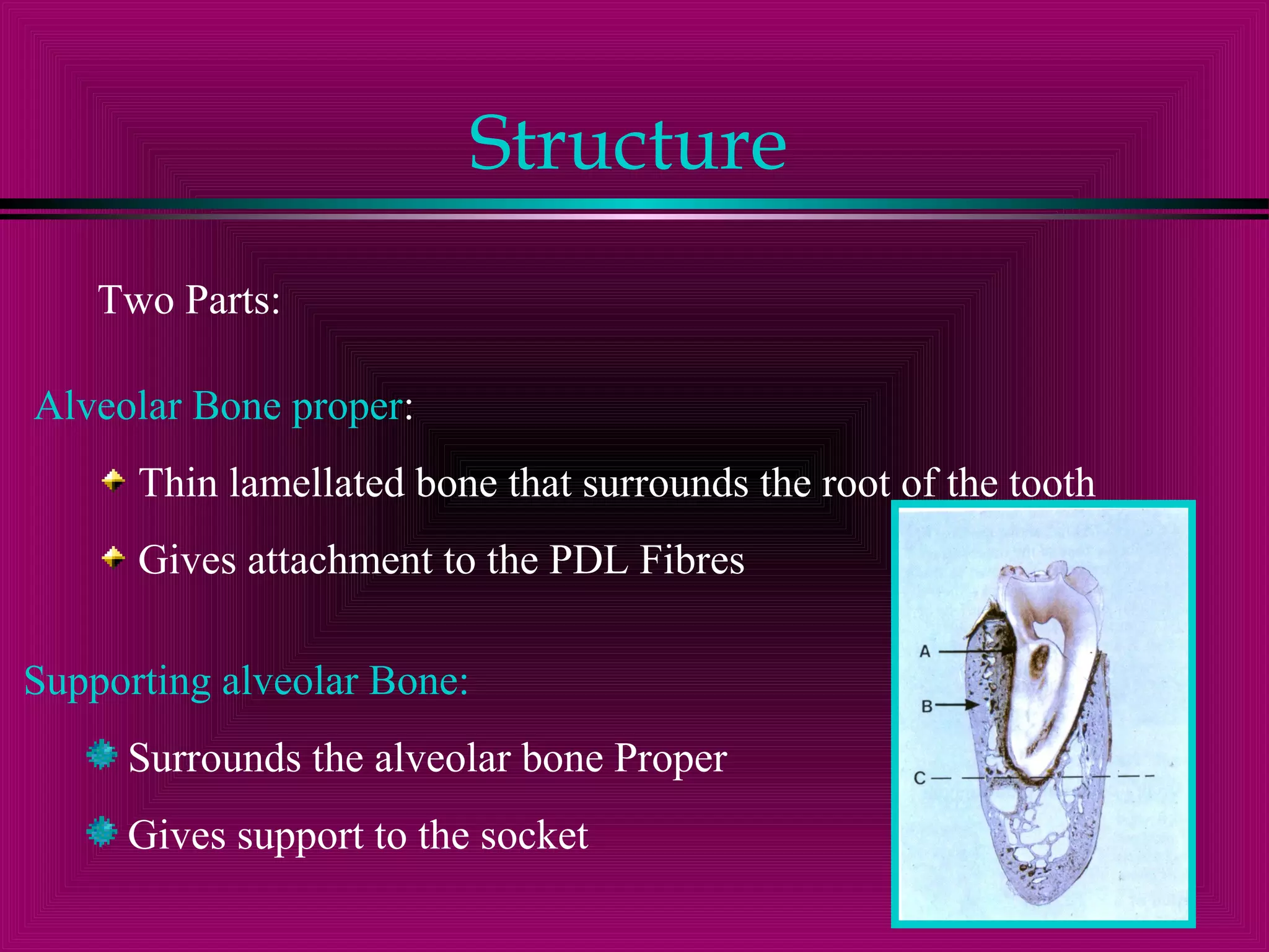 Alveolar bone | PPT