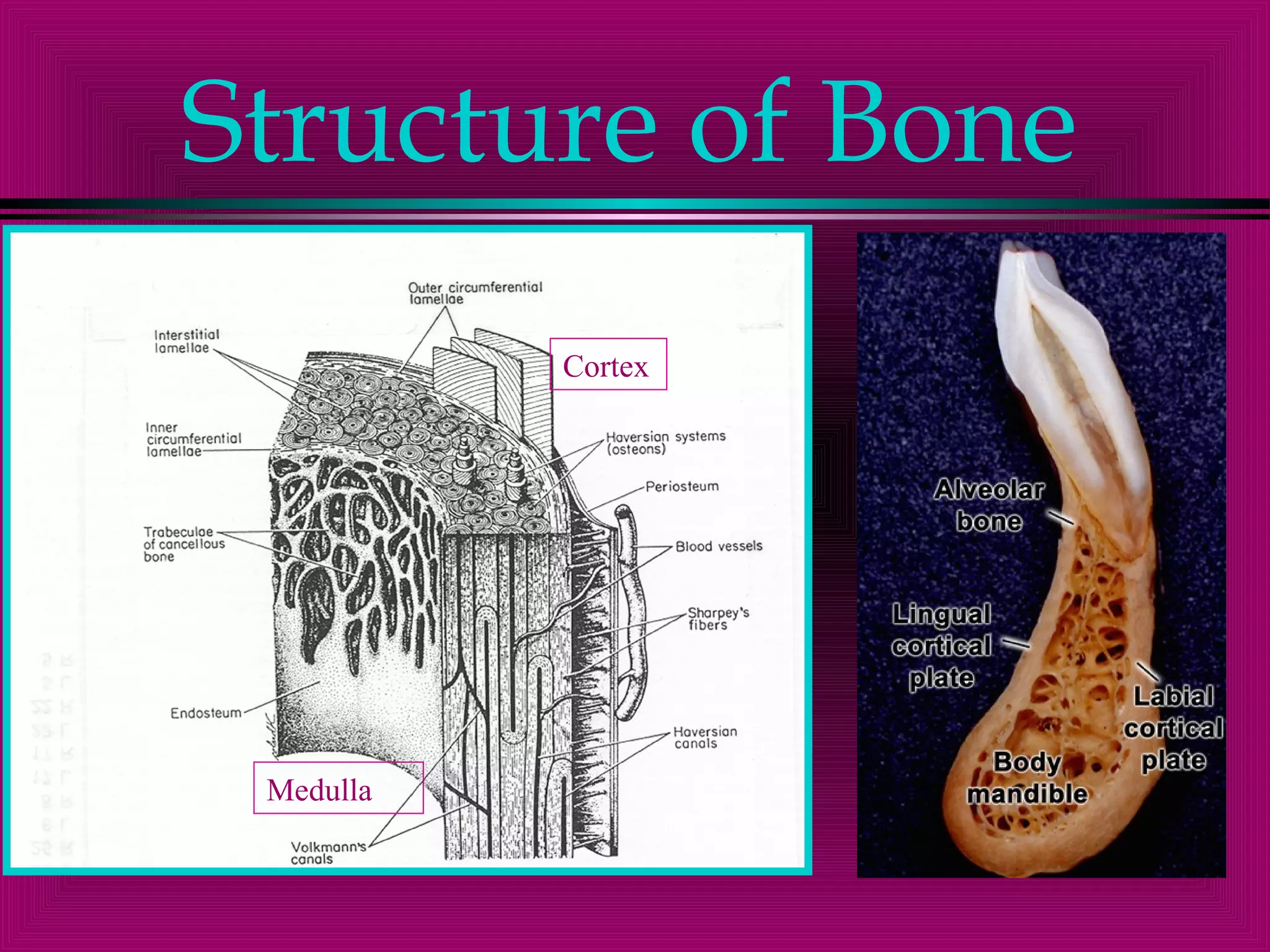 Alveolar bone | PPT