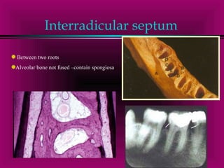 Interradicular Septum