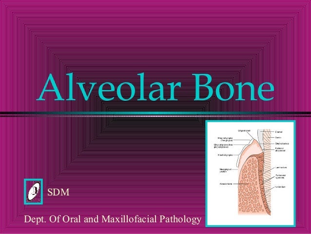 Alveolar Bone
