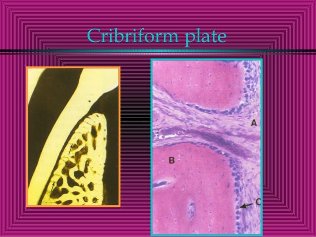 Cribriform Plate Alveolar Bone PPT Gingival And Dentogingival