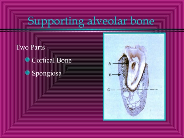 Alveolar bone