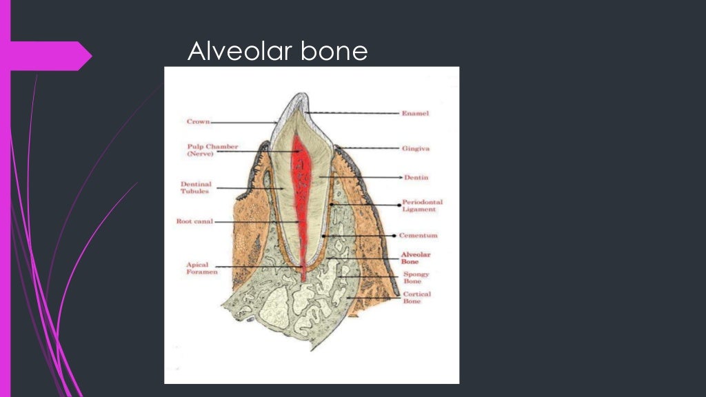 Alveolar bone