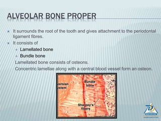 Alveolar bone | PPT