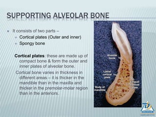 Alveolar Bone Proper Cortical Plates