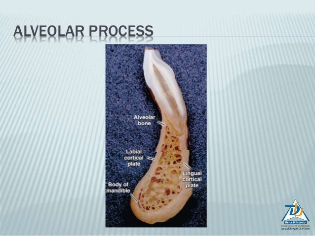 Alveolar bone