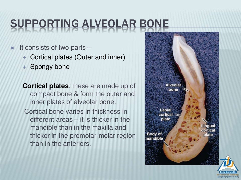 Alveolar bone