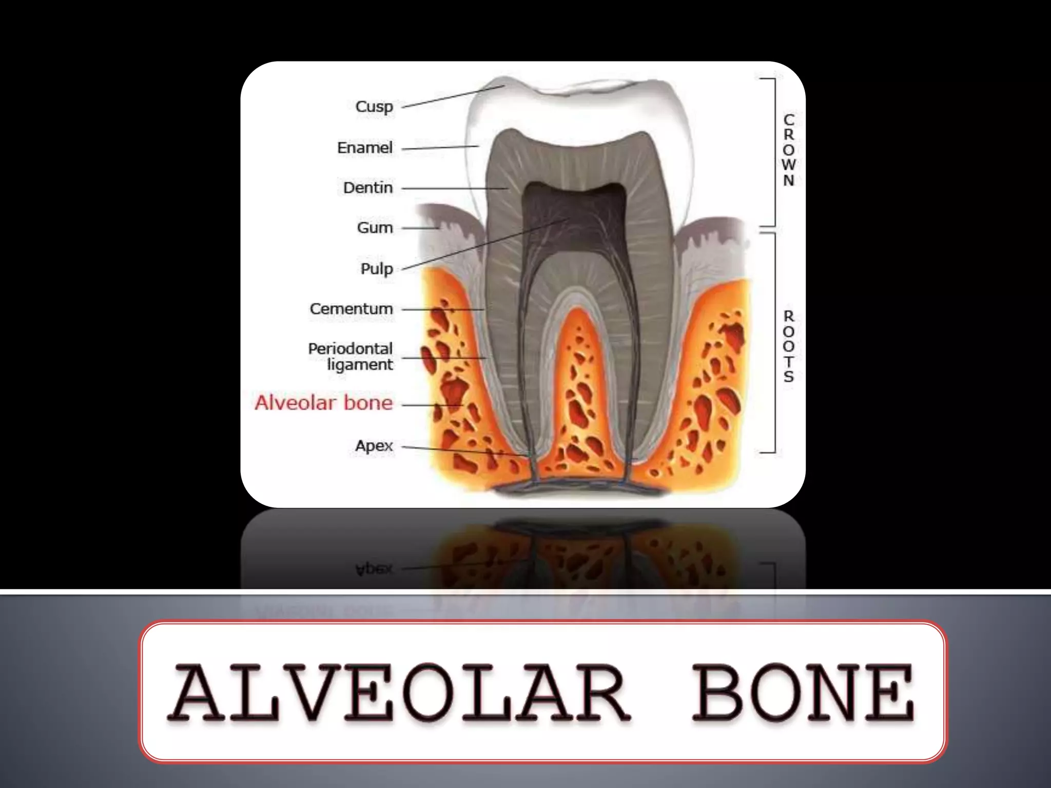 Alveolar bone | PPTX