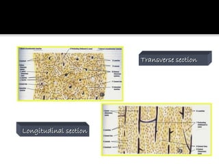 Alveolar bone | PPTX