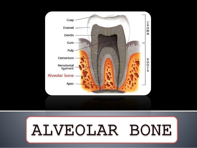 Alveolar bone