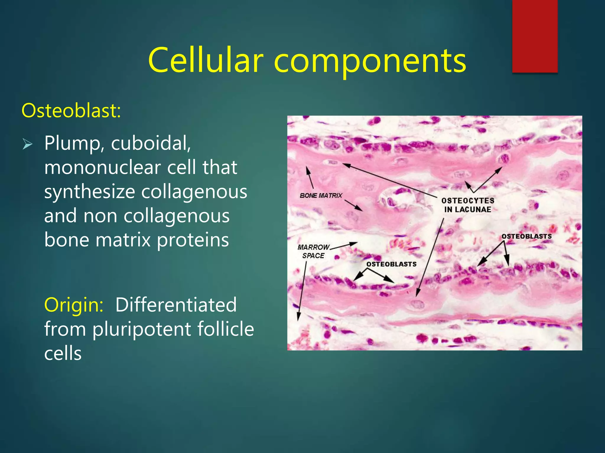 Alveolar bone | PPTX