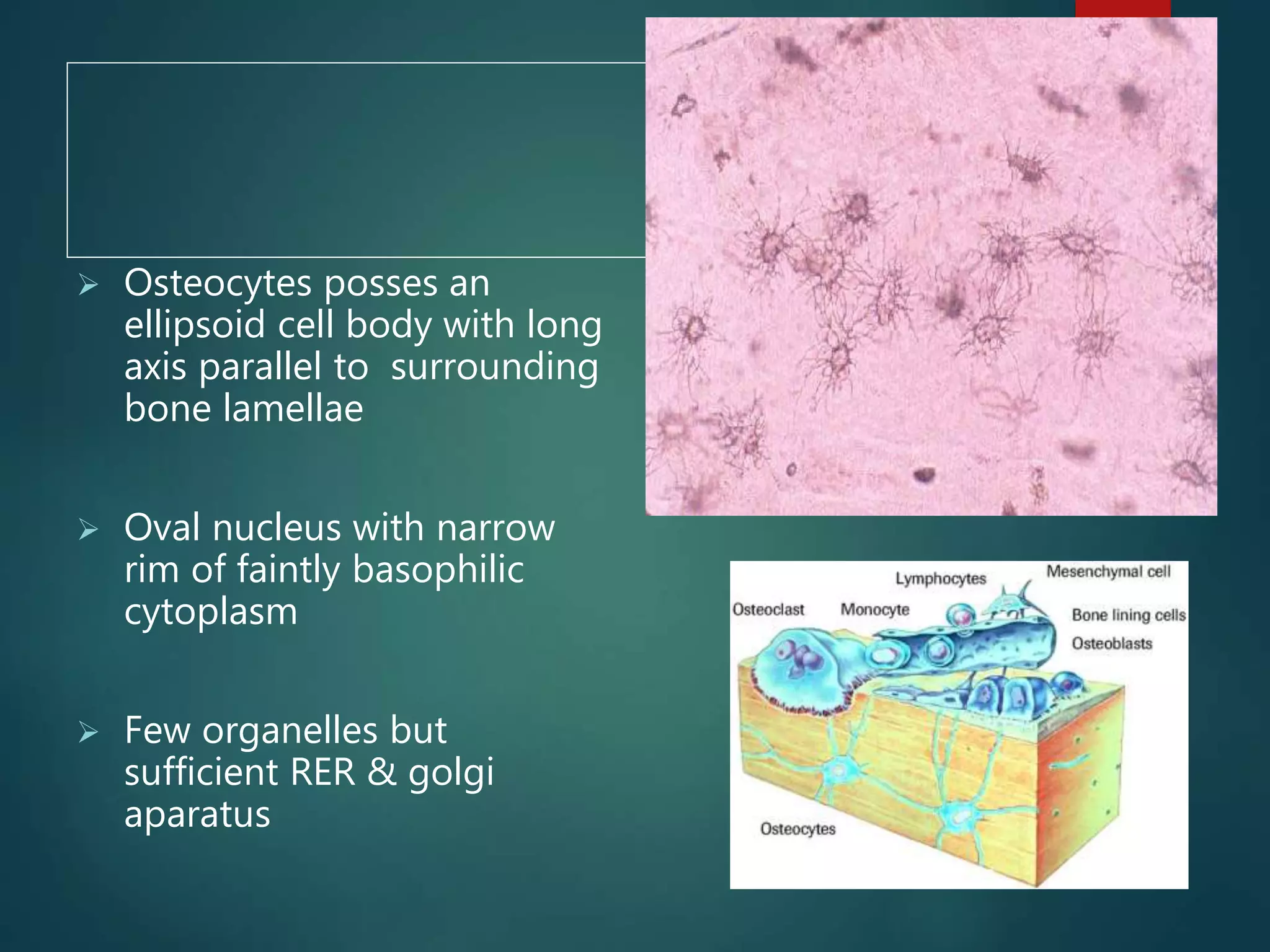 Alveolar bone | PPTX
