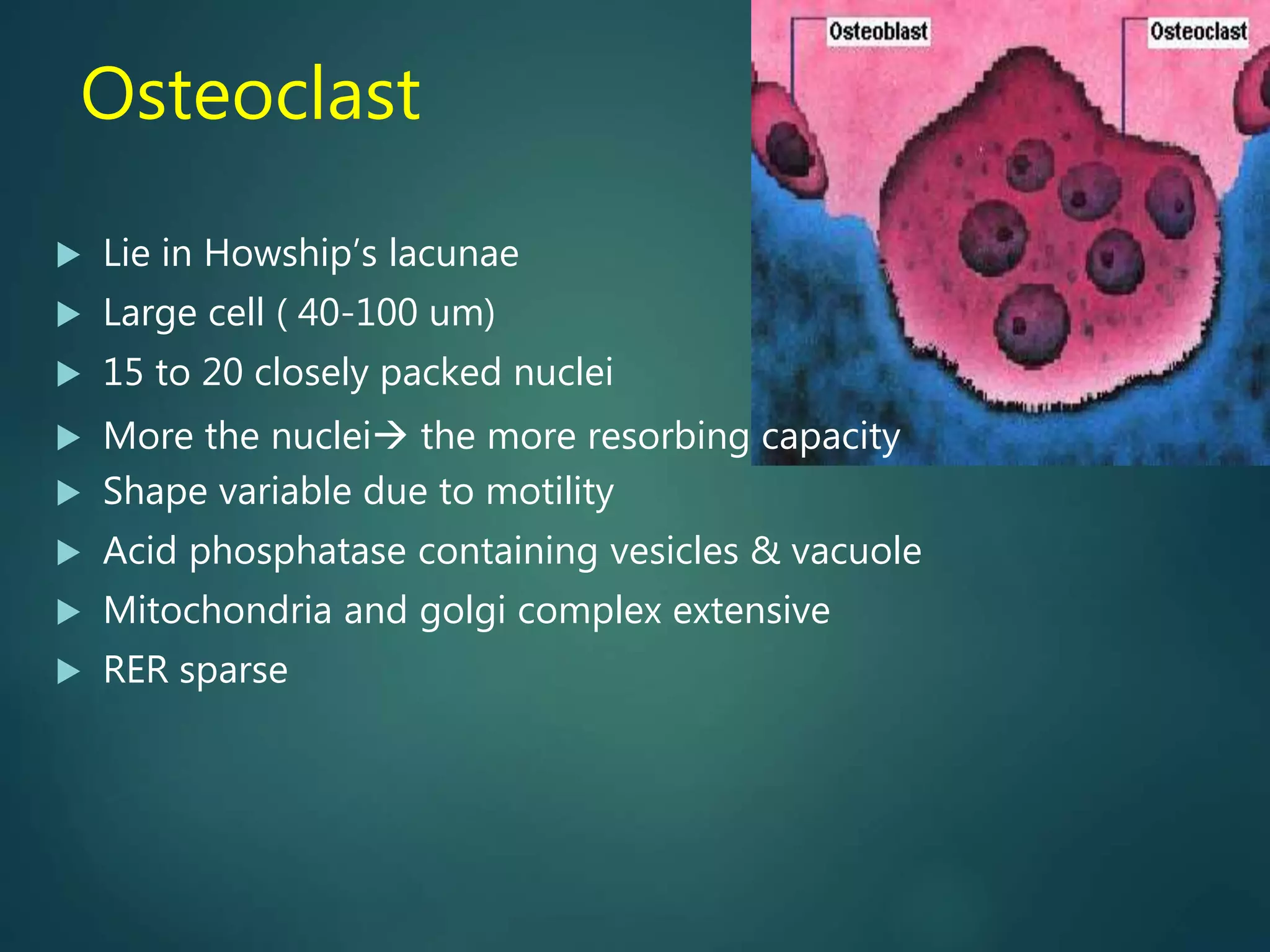 Alveolar bone | PPTX