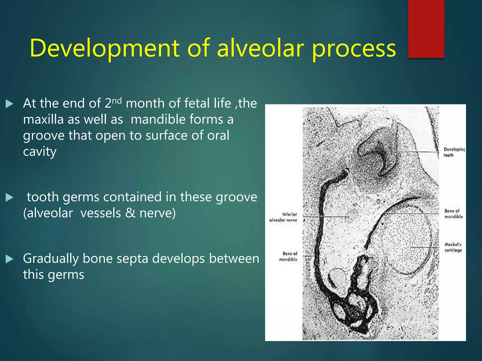 Alveolar bone | PPTX