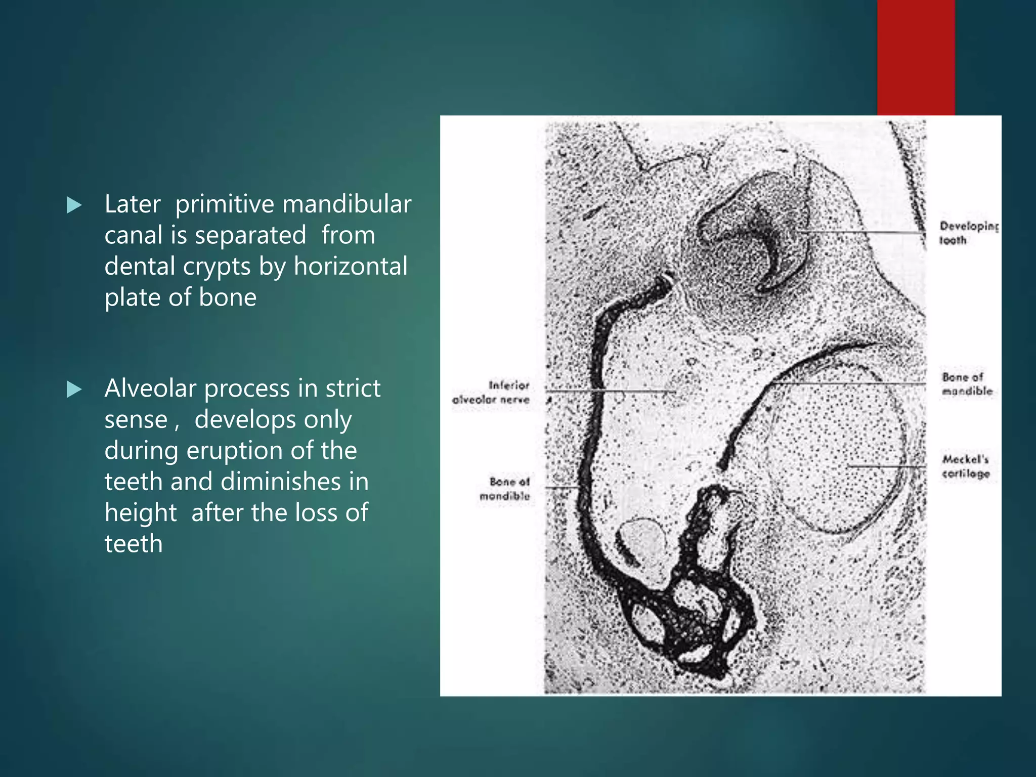 Alveolar bone | PPTX