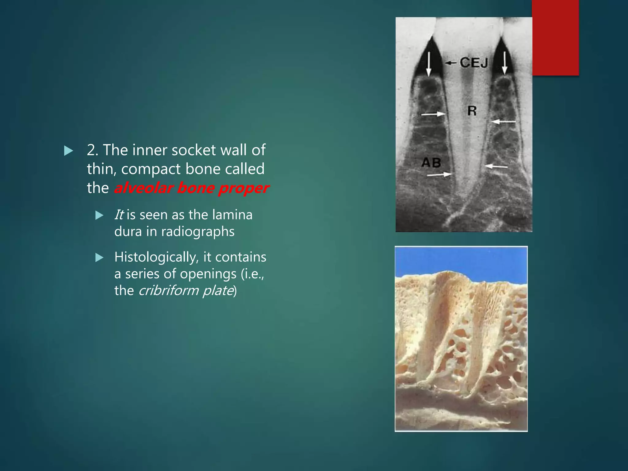 Alveolar bone | PPTX