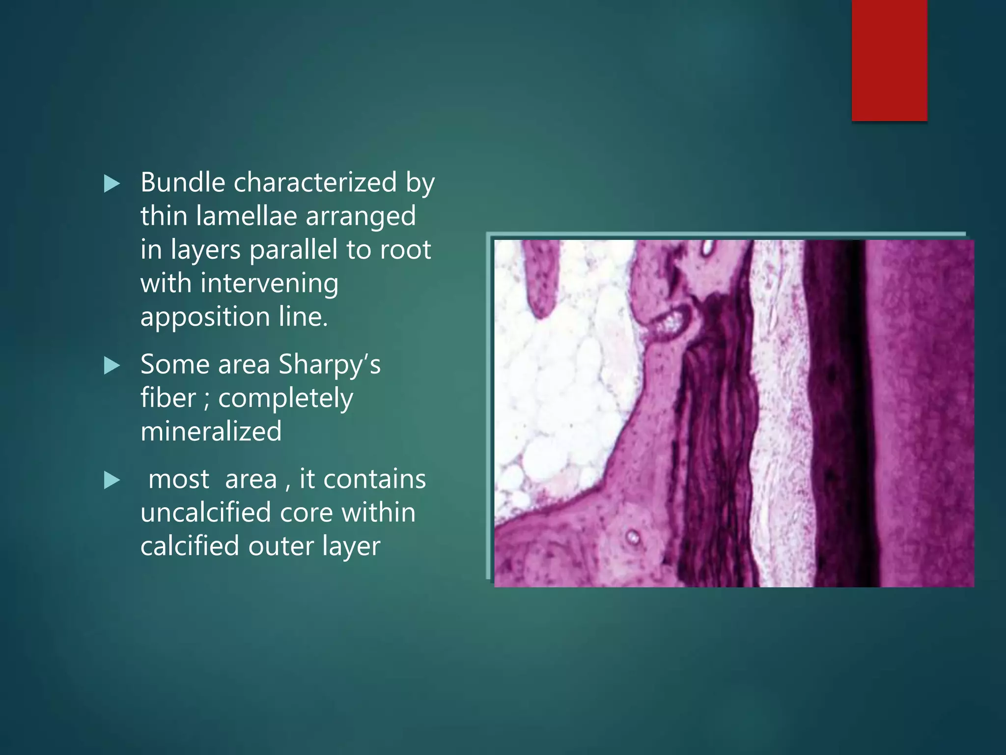Alveolar bone | PPTX