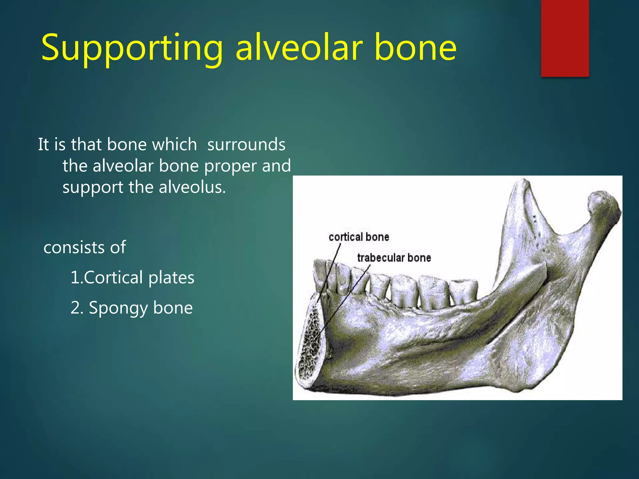Alveolar bone | PPTX