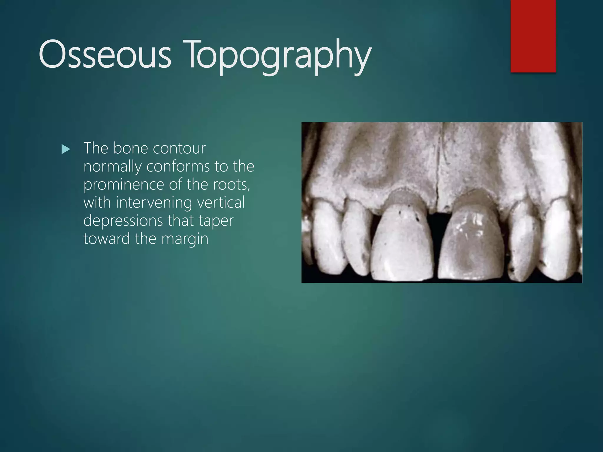 Alveolar bone | PPTX