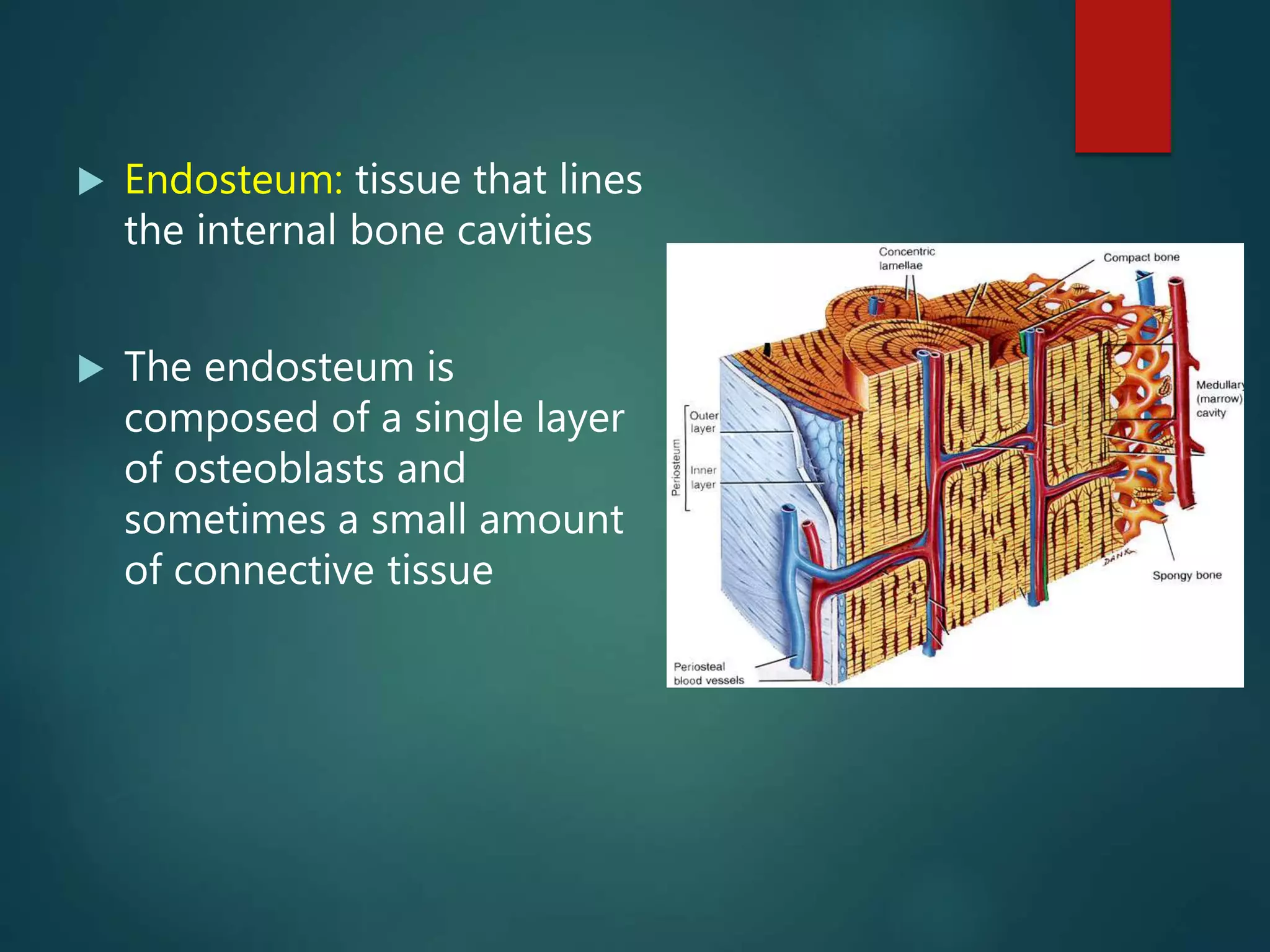 Alveolar bone | PPTX