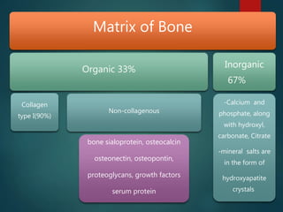 Alveolar bone | PPTX