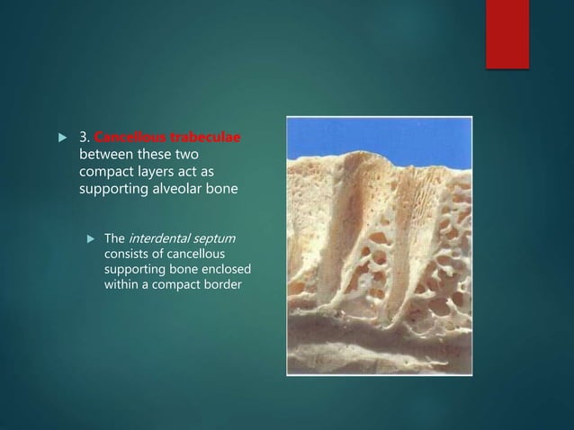 Alveolar bone | PPTX