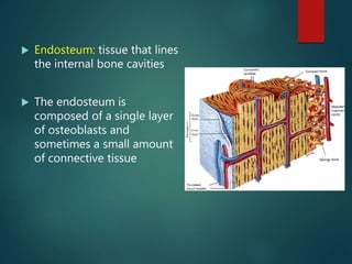 Alveolar bone | PPTX