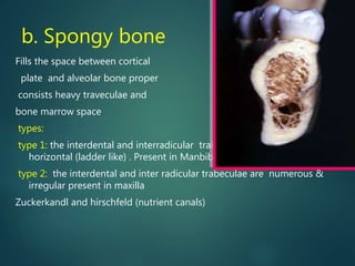 Cortical Bone Teeth