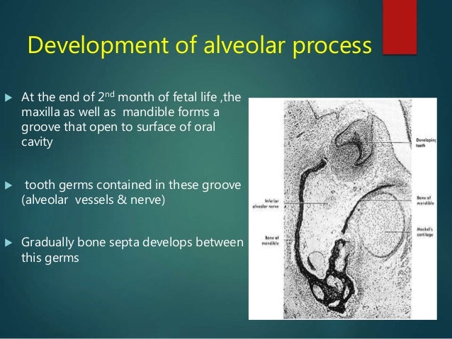 Alveolar bone