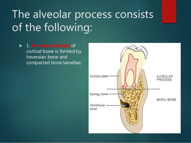 Alveolar bone