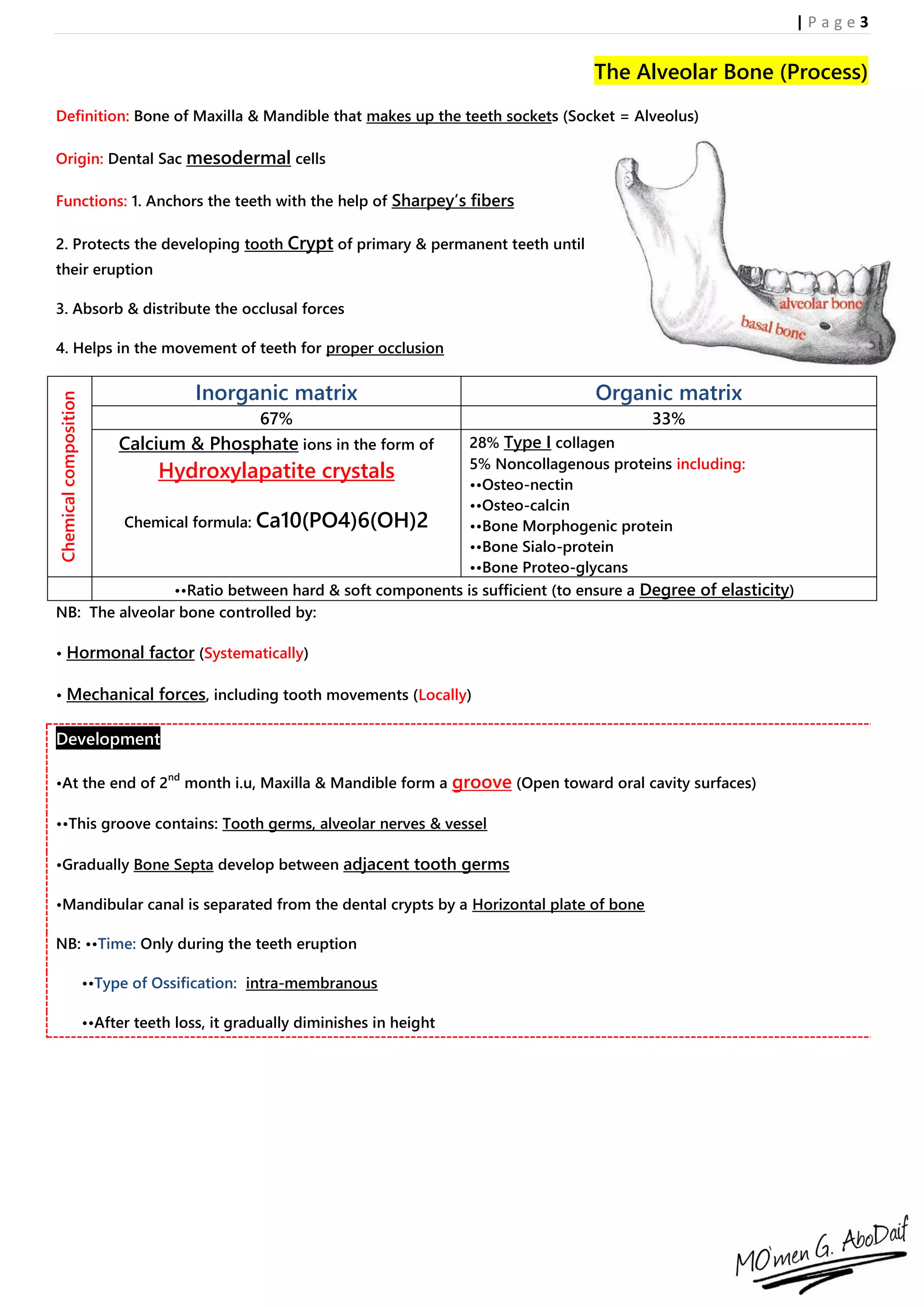 Handout of Alveolar bone Histology | PDF