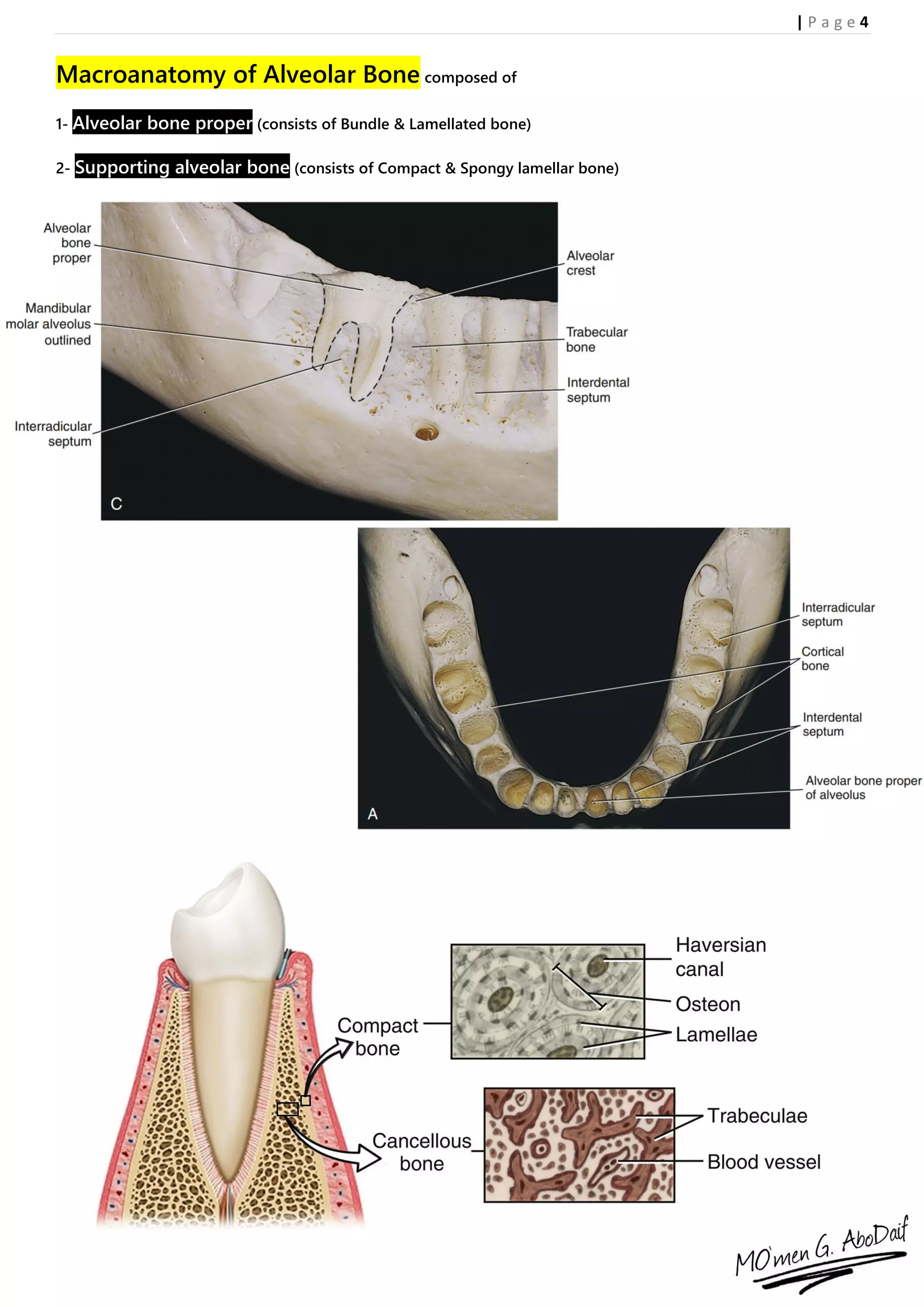 Handout of Alveolar bone Histology | PDF