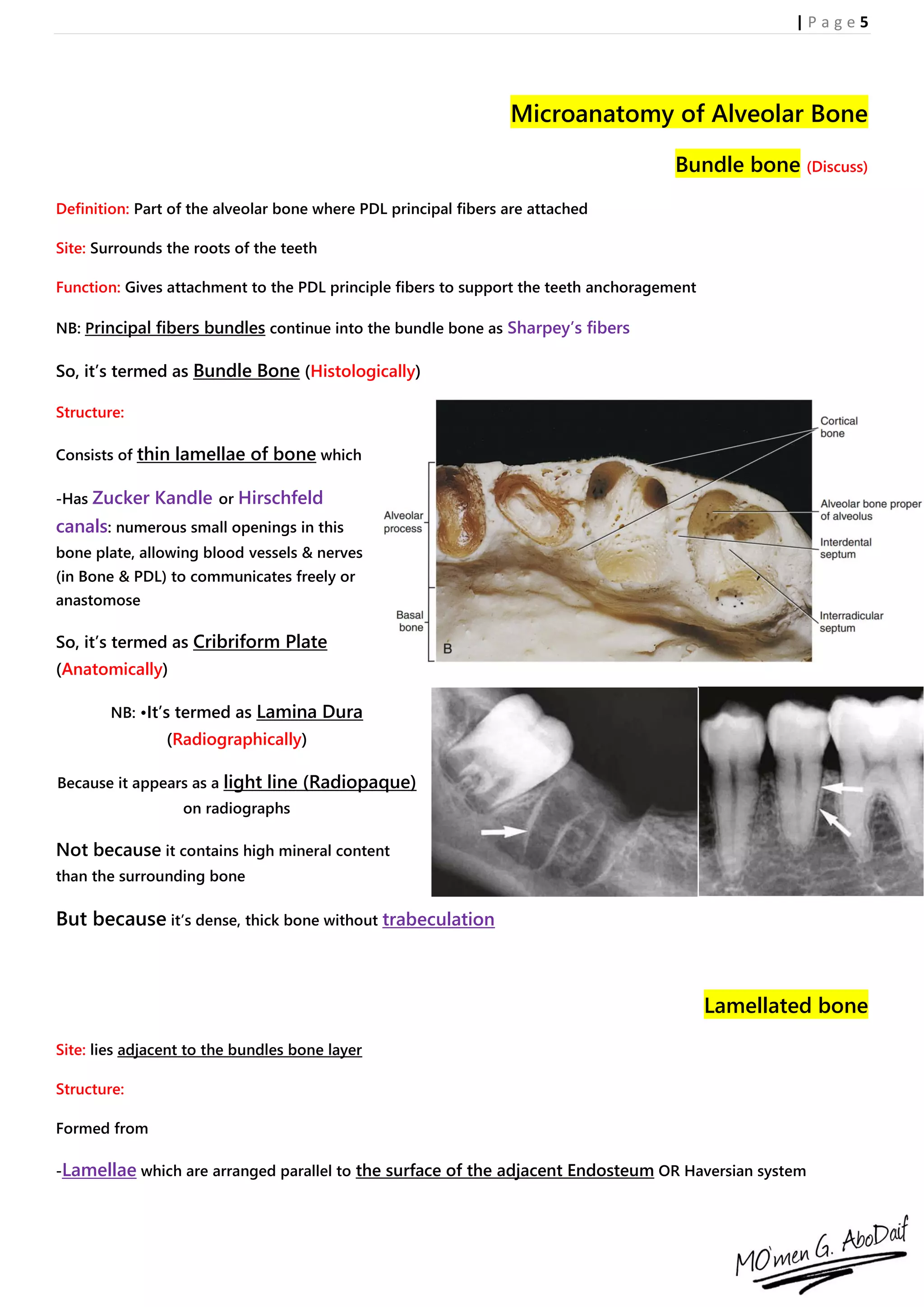 Handout of Alveolar bone Histology | PDF