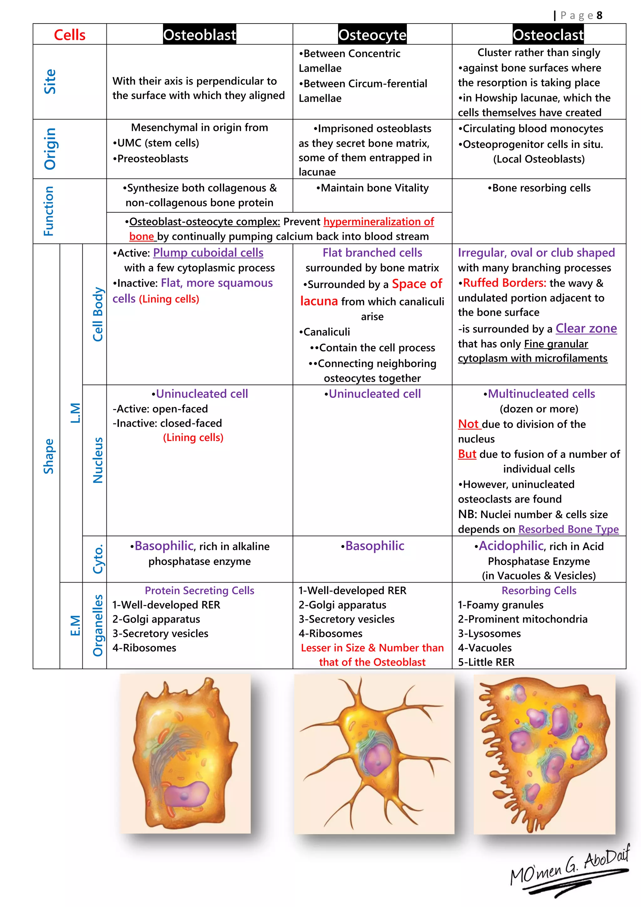 Handout of Alveolar bone Histology | PDF