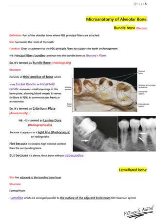 Handout of Alveolar bone Histology | PDF