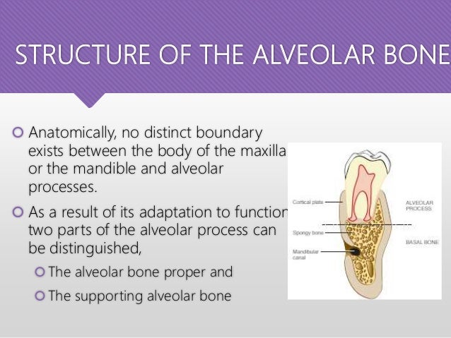 Alveolar Bone