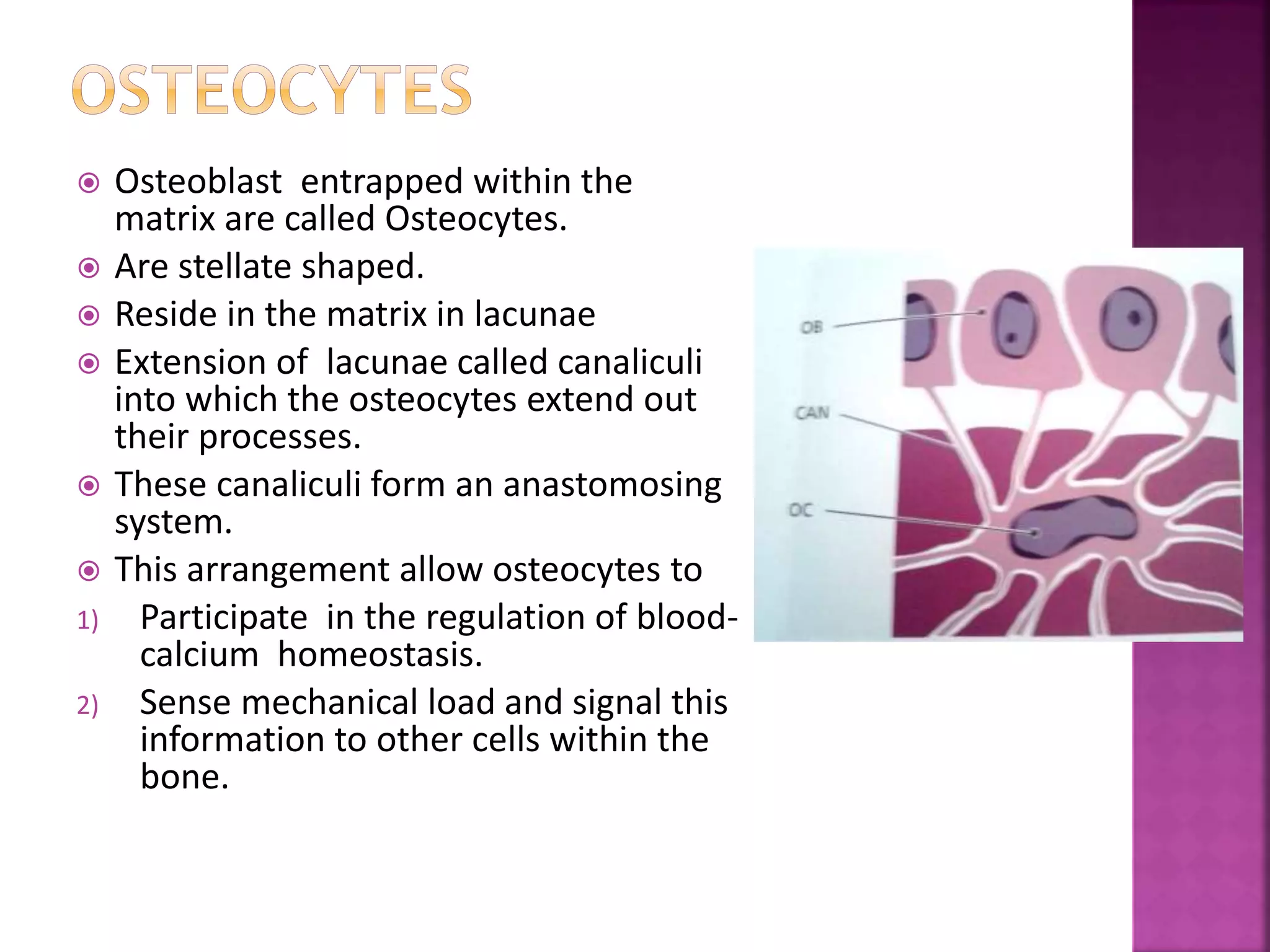 Alveolar bone | PPTX