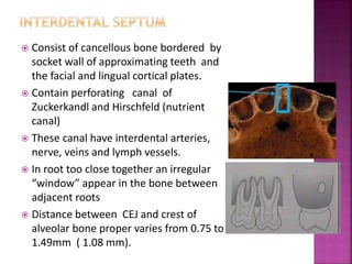 Alveolar bone | PPTX