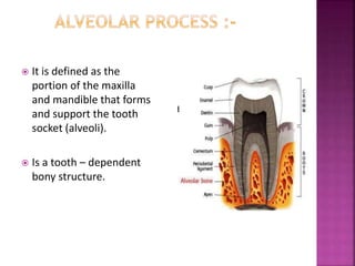 Alveolar bone | PPTX | Bone and Joint Conditions | Diseases and Conditions