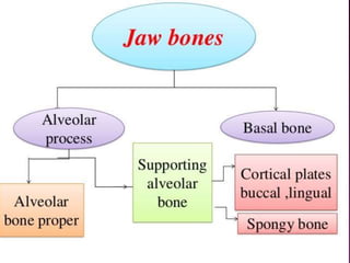 Alveolar bone | PPTX