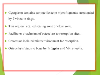 Alveolar bone | PPTX